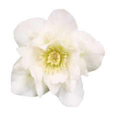 Dafine | Winter angels